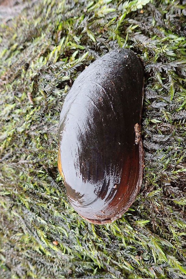 Jäävätkö raakku, taimen ja maakotka oman onnensa nojaan ...