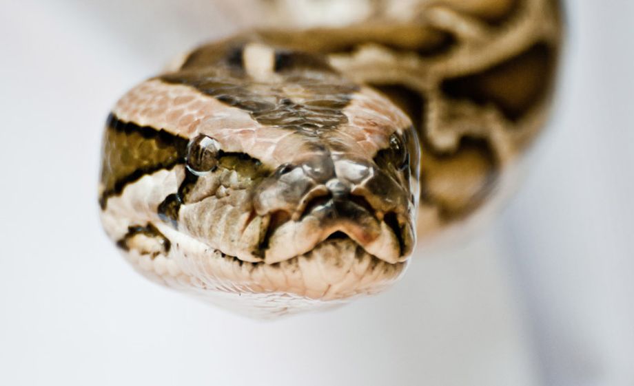 Näkymä lentokoneen ikkunasta: Siivellä on pyton!