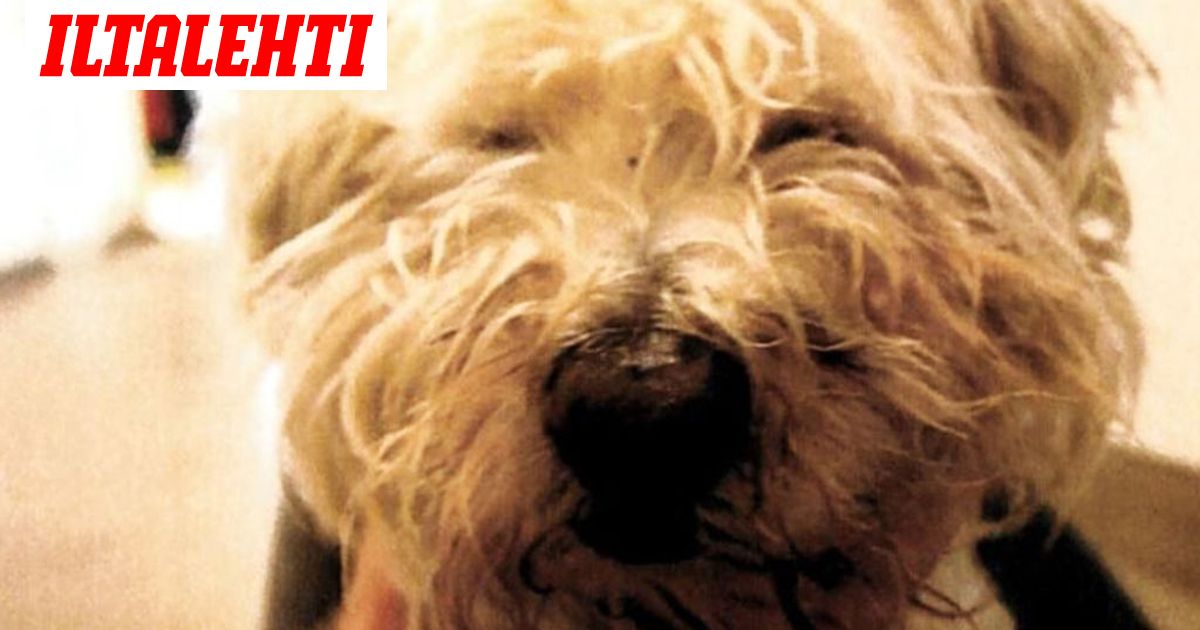 Kynnet kasvaneet taaksepäin, ikenet tulehtuneet, likaista eritettä ...