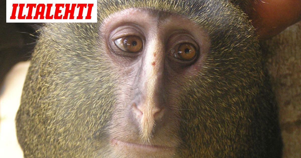 Ennennäkemätön marakatti löytyi - katso kuvat!