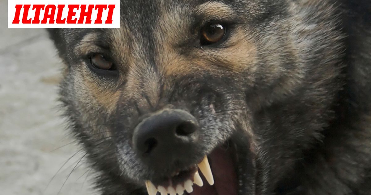 Iso koira puri juoksevaa tyttöä - koiran ulkoiluttaja käyttäytyi oudosti