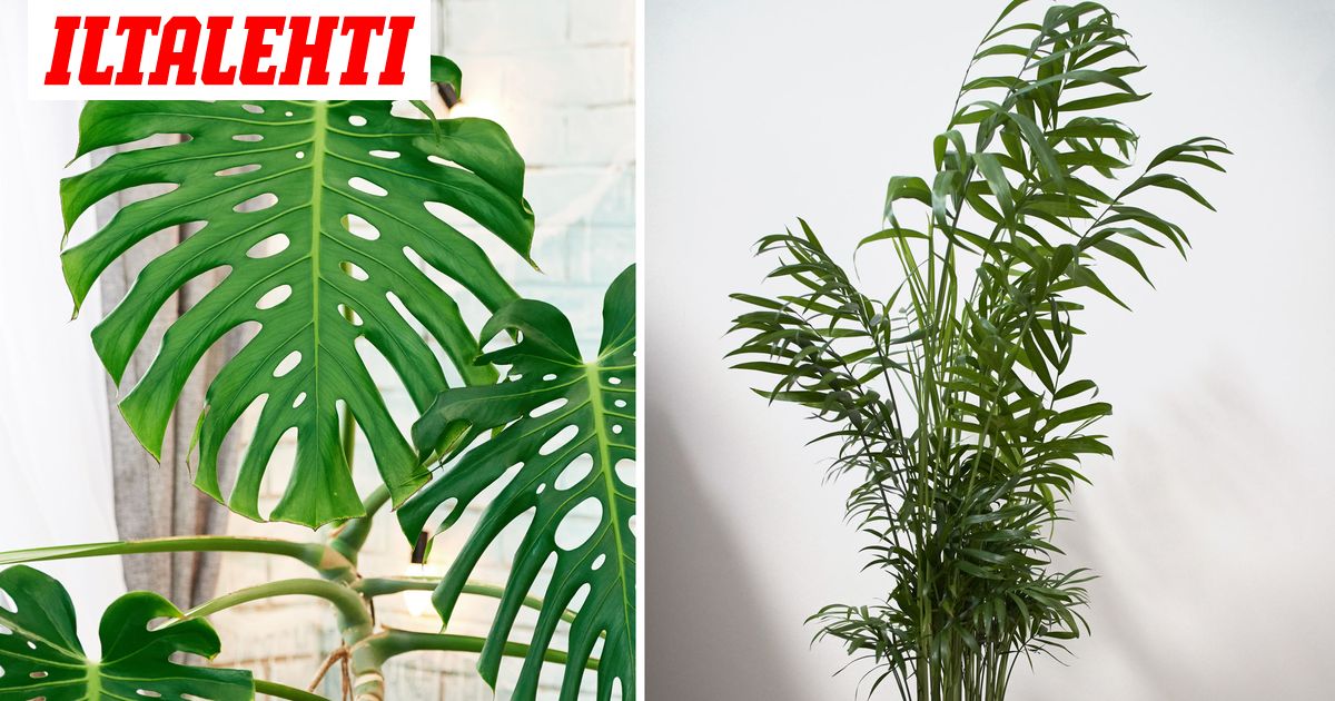 Isot viherkasvit - peikonlehti, vuoripalmu ja kolibrikukka