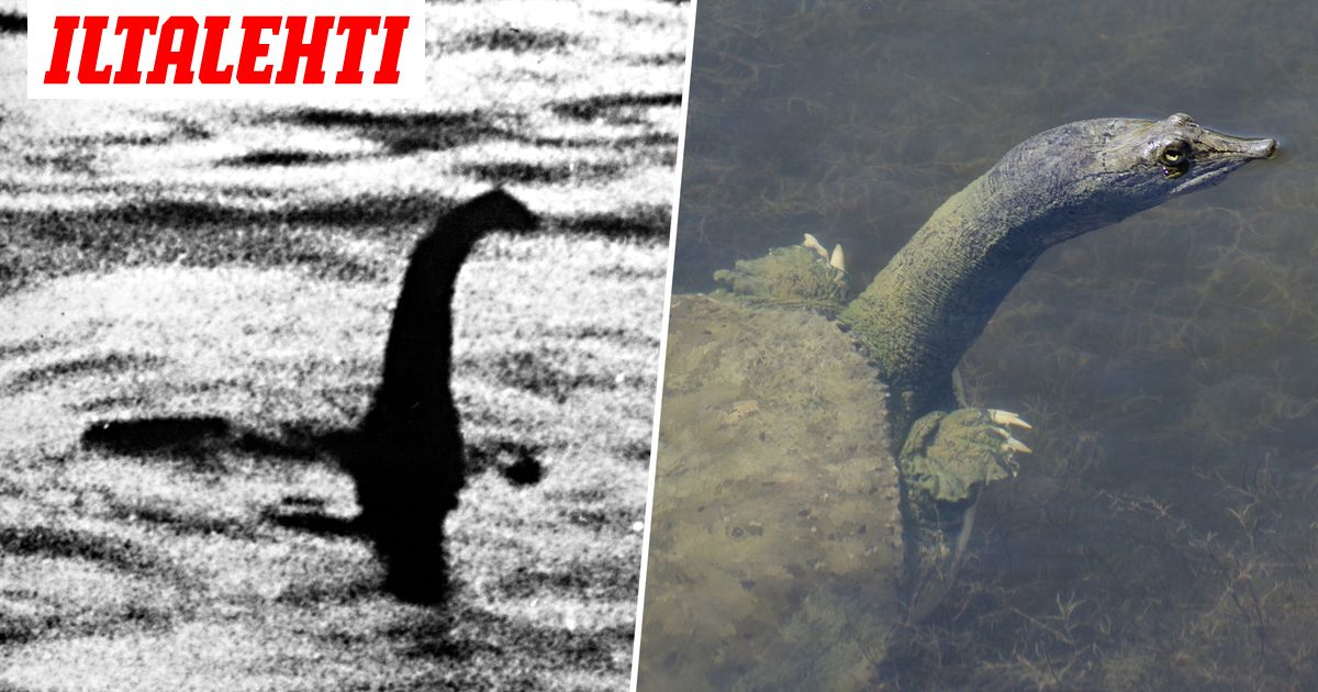 Eläkkeellä oleva professori: Loch Nessin hirviö on kilpikonna