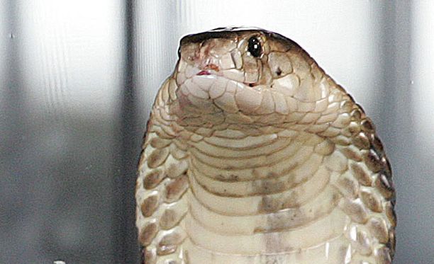 Kobra tappoi turistin Pattayalla