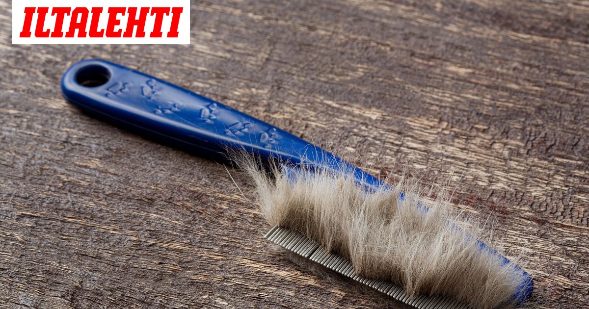 Varoitus: hirviekinokokki voi tarttua koirasta ihmiseen