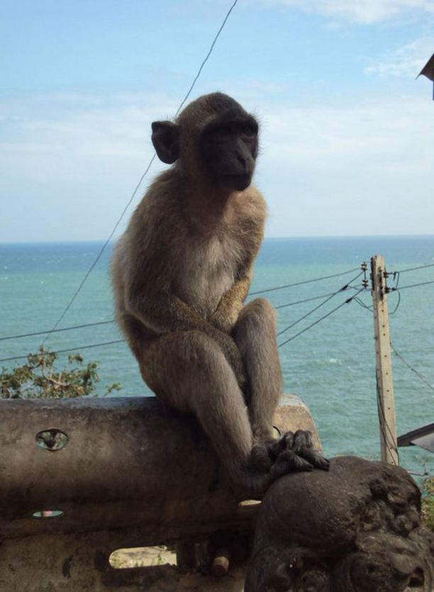 Lomakuvakisan satoa: Pidättelevä apina ja koskenlaskua altaassa