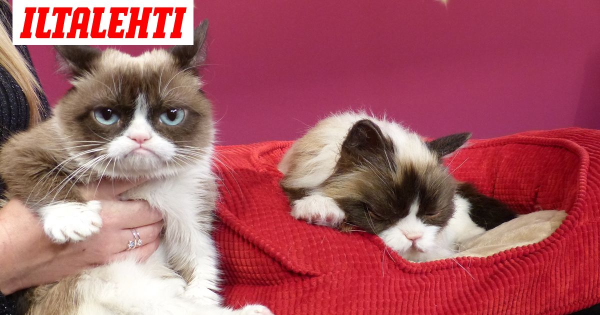 Grumpy Cat on kuollut