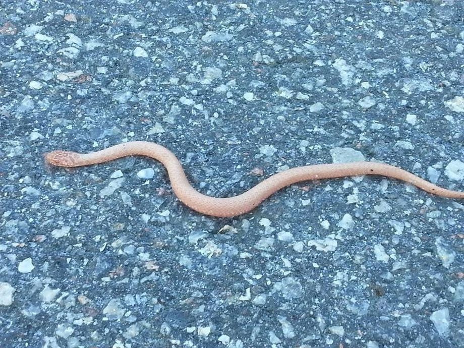 Erikoinen matelija kiinnitti pariskunnan huomion - valkoinen Maukka-kyy ...