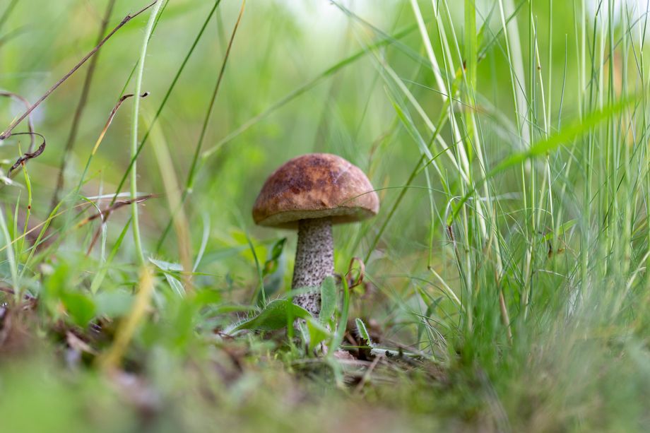 Herkullisista ruokasienistä voi saada rajun myrkytyksen — Älä tee tätä ...