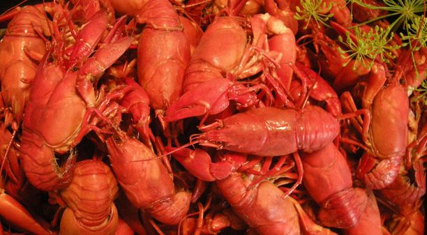 Suomalainen rapu on monikäyttöistä lähiruokaa