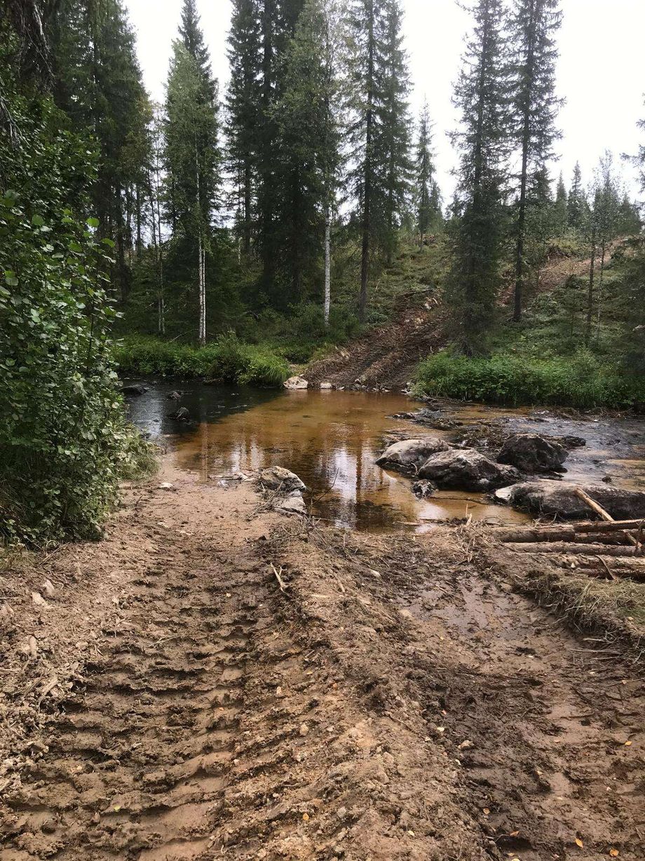 Uhanalaiset raakut taistelevat hengestään: ”Niiden sisuskalut ovat ...