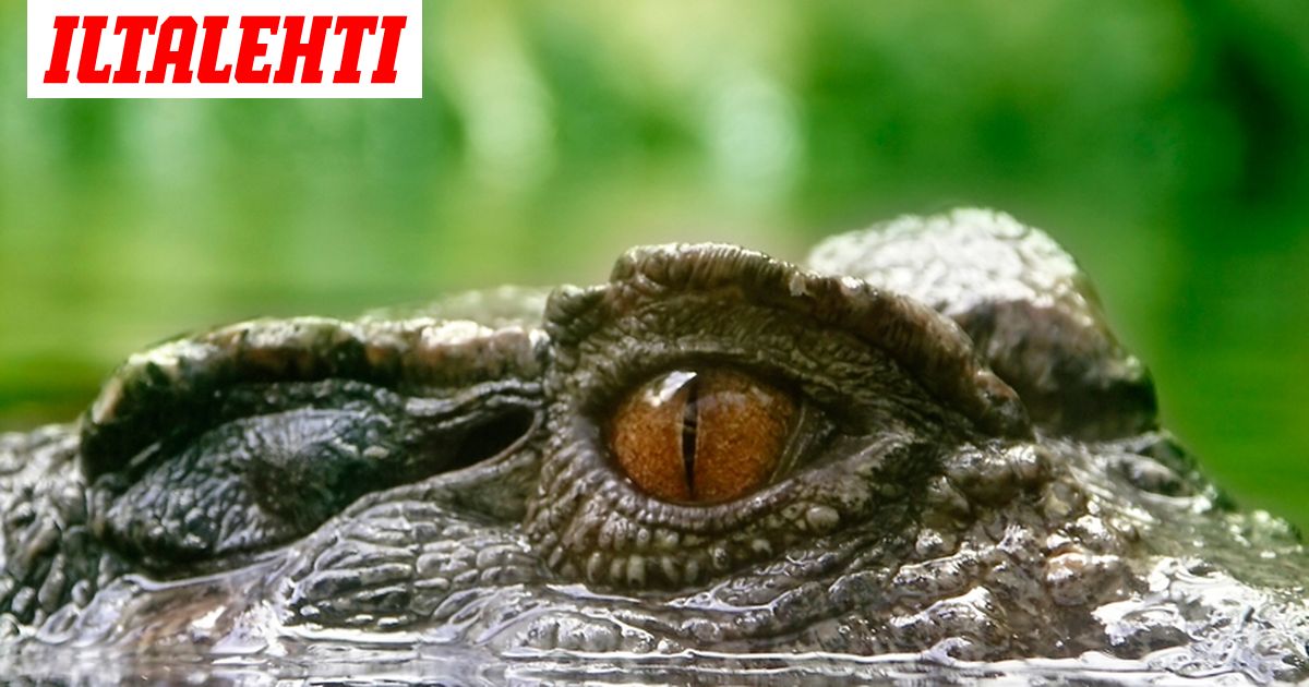 7 tieteen extreme-ammattia - jonkun nämäkin on tehtävä