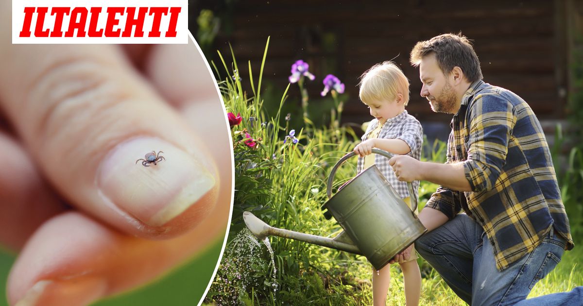 Punkin purema ja harrastukset: suurin riski borrelioosiin