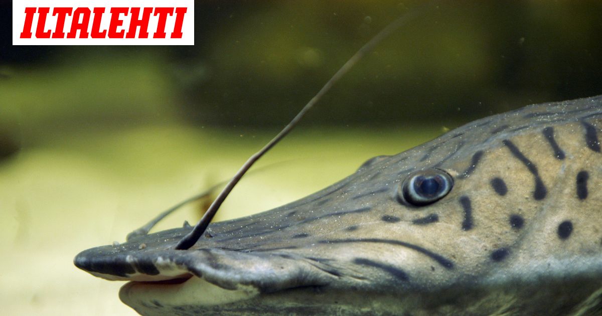 Mikko Meriahven sai omituisen seuraajan – löytyi junasta