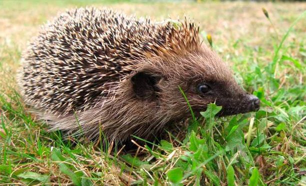 Nälkäinen siili voi levittää salmonellaa