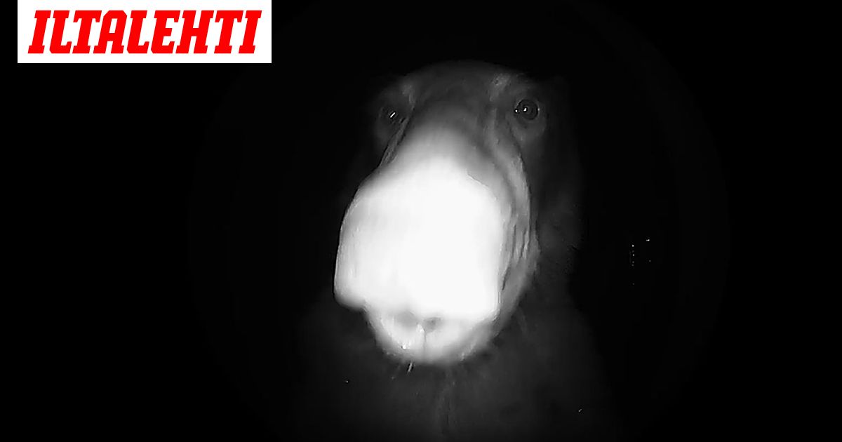 Ovikellokamera tallensi erikoisen hahmon USA:ssa