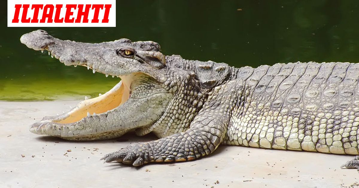 Krokotiili vei 24-vuotiaan miehen juhlijoiden edessä