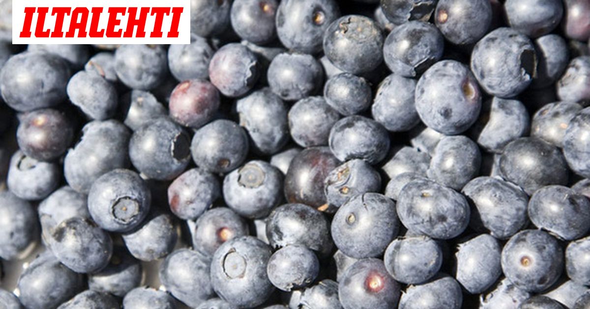 Mustikkamehu parantaa muistia