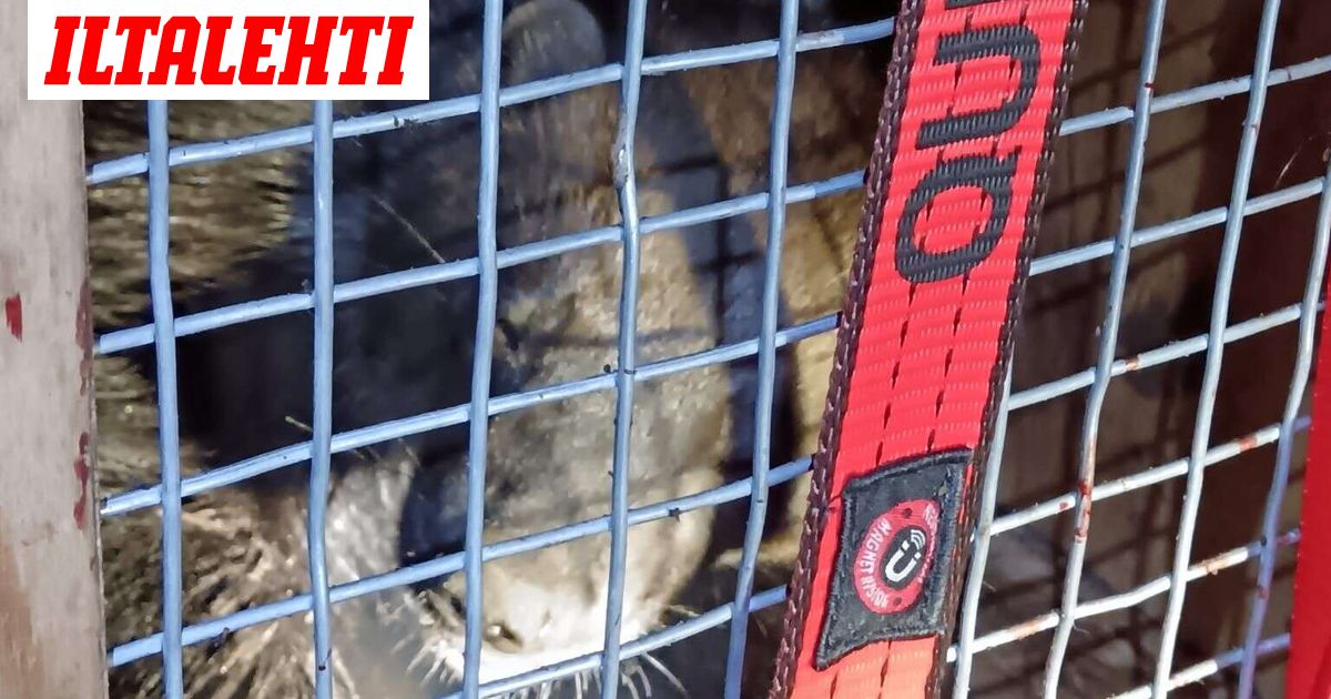 Tällainen oli Turun ahma – Asiantuntija paljastaa