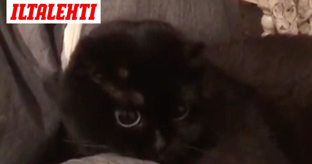 kissalla on eriväriset silmät