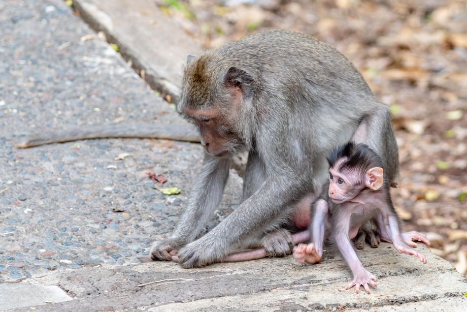 Apina huvitteli aitaukseen pudonneella puhelimella