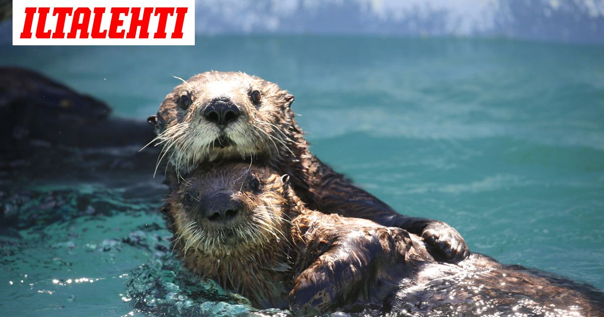 Tänään tv:ssä: Merisaukko opettaa poikastaan uimaan - ylellinen turkki ...