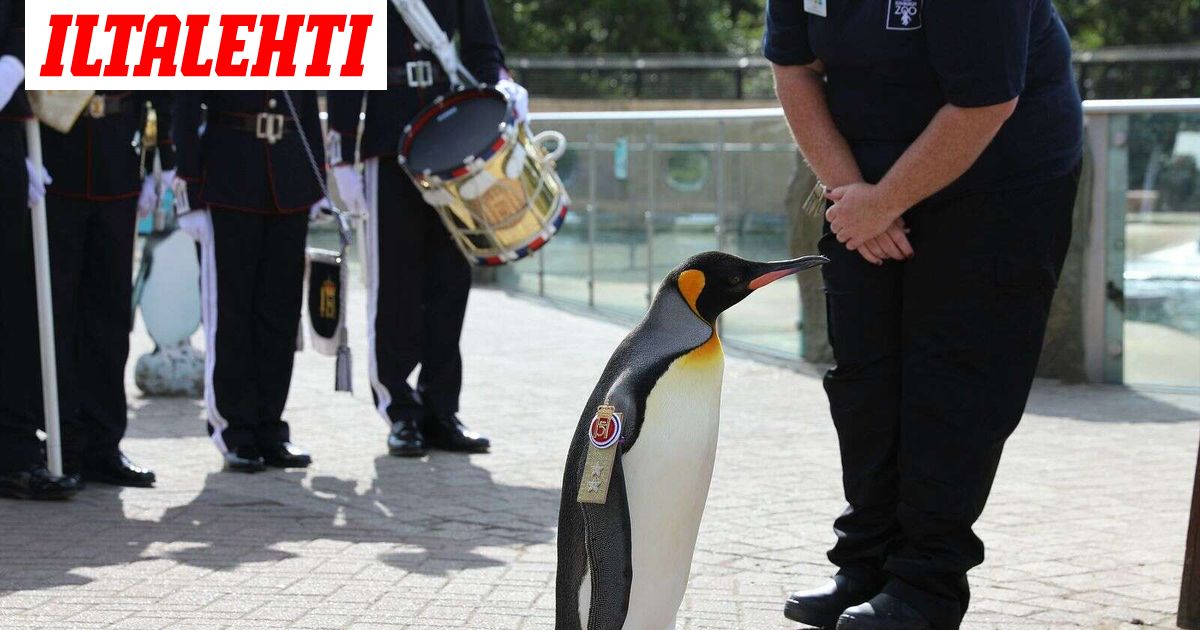 Maailman kuuluisin pingviini ylennettiin kenraalimajuriksi