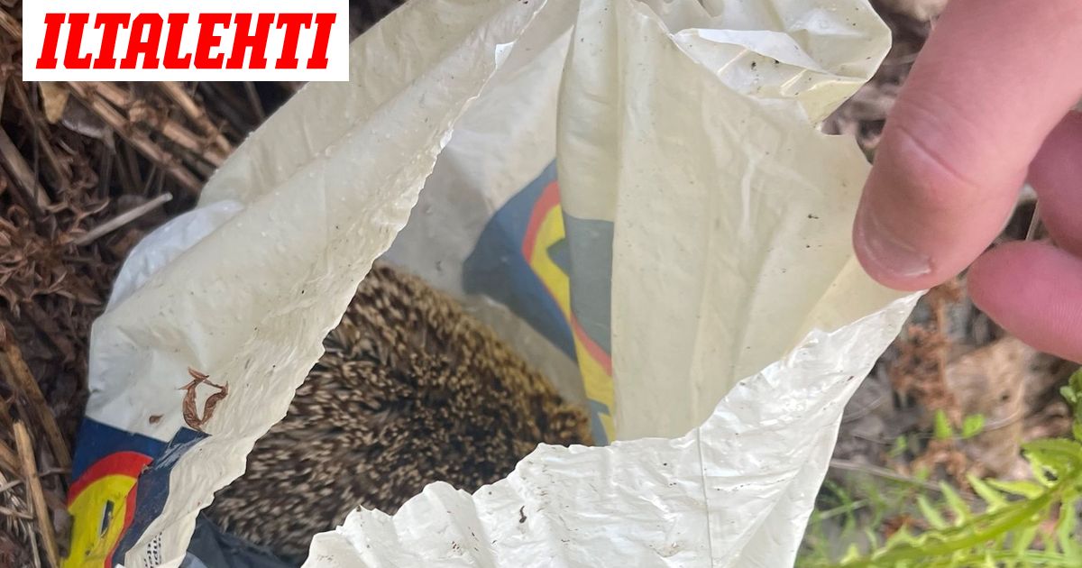 Siili muovipussiin ja salaojaputkeen – Kuka tekee tällaista?