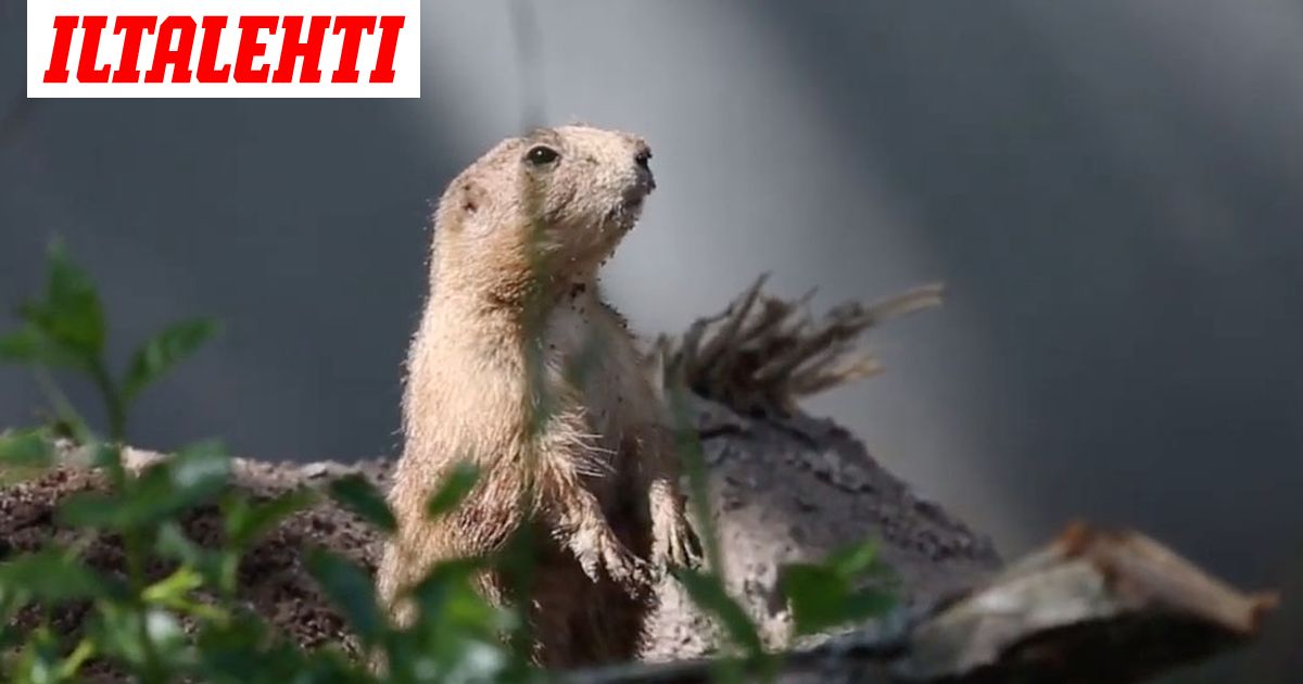 Korkeasaari sai uusia asukkeja: tällainen on preerikko