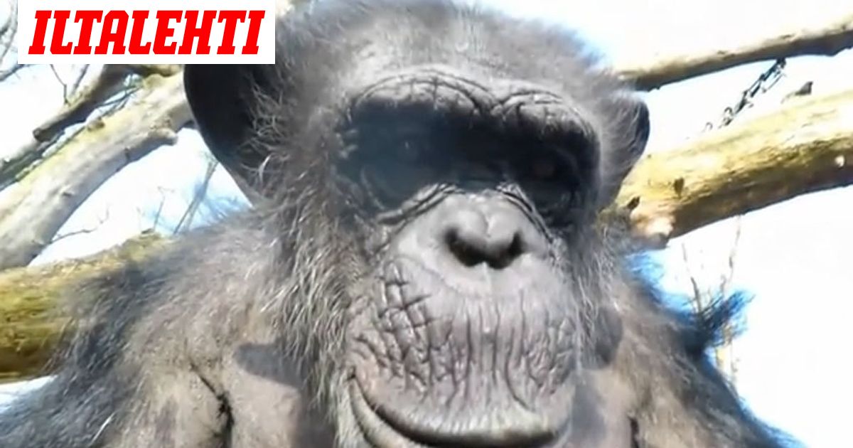 Äkäinen simpanssi pisti kopterikameran päreiksi IL-TV