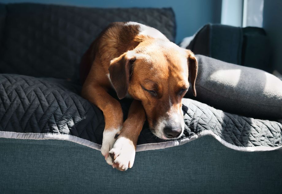 Näistä asioista koiran kannattaa antaa päättää itse – Moni omistaja ei ...