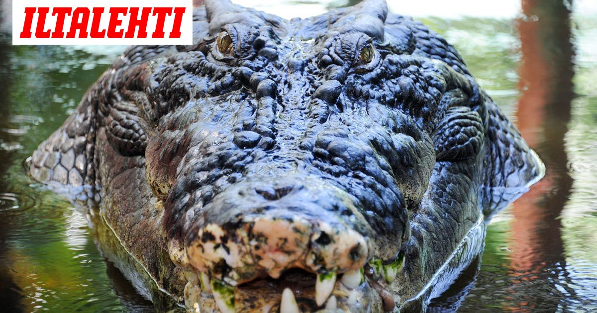 Krokotiili kaatoi veneen - 72-vuotias taisteli vastaan, kaveri hukkui