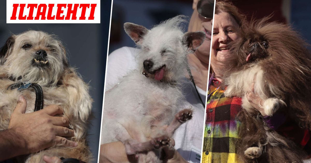 Maailman rumin koira valittiin – Katso kuvat suloisista karvaturreista