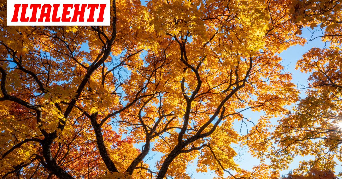 Sää: marraskuu alkaa keskimääräistä lämpimämpänä