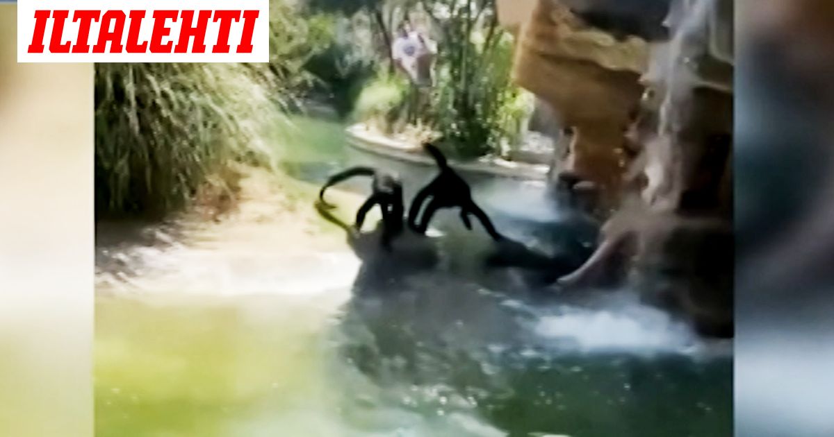 Nainen ruokki apinoita tulisilla naksuilla – tunkeutui aitaukseen ...