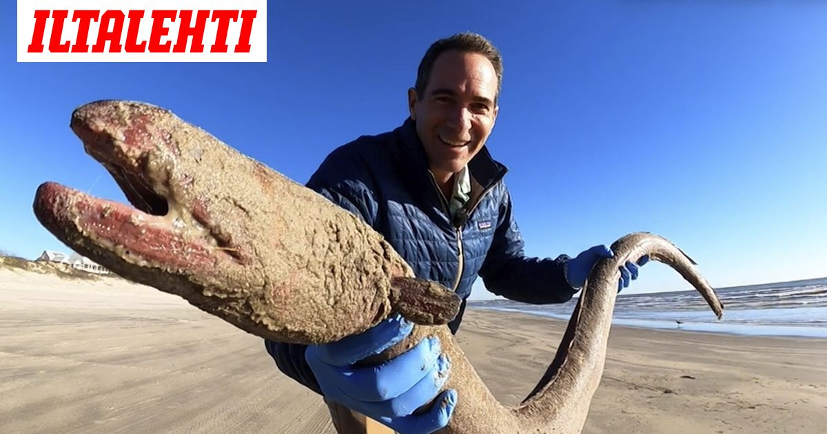 Video: Harvinaisen iso ankerias rantautui Texasiin