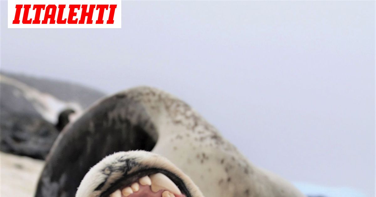 Heidi Ahonen on tutkinut villieläimiä uskomattomissa paikoissa