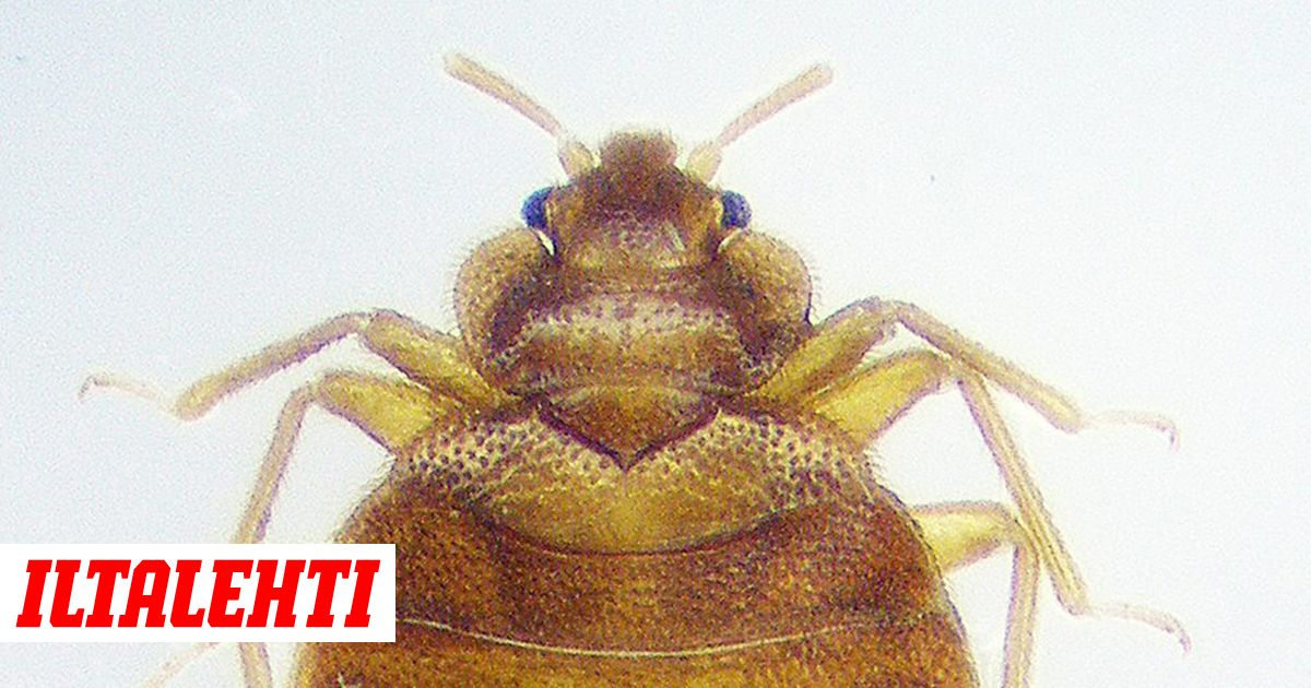 Nyt tarkkana luteiden kanssa - näin tunnistat!