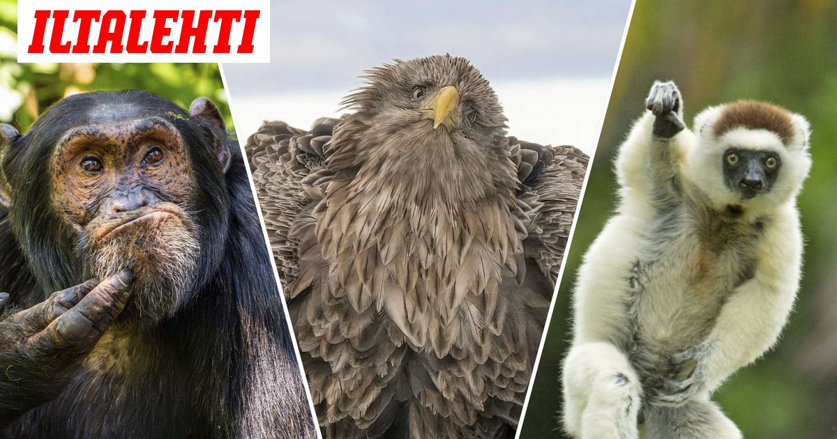 Tässä ovat vuoden 2024 hauskimmat luontokuvat – Mukana suomalainen ...