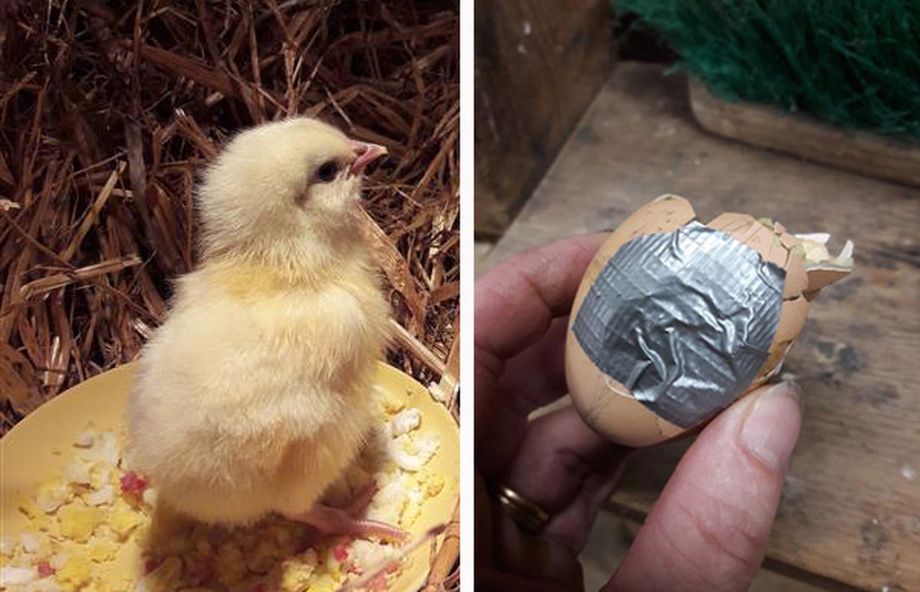 Ilman jeesusteippiä olisi Pulla-kanan hautomisurakka mennyt hukkaan ...