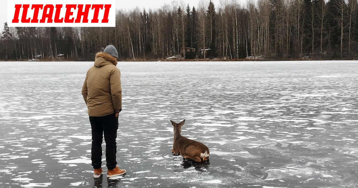 Joulukuun lukijan video: Veljekset pelastivat kauriin