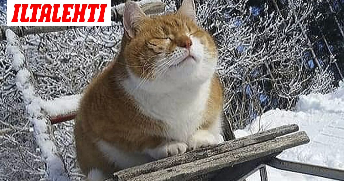 Somekissa-Hemppa voitti Suomen Iloisin Lemmikki -tittelin – yli 8 000 ...