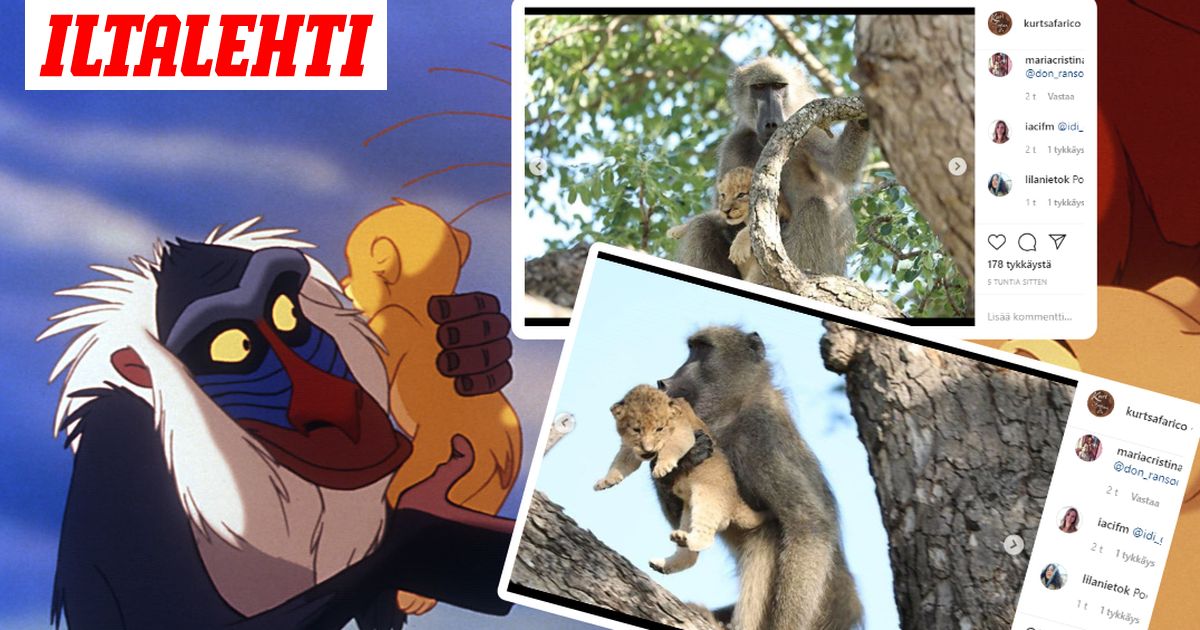 Tosielämän Leijonakuningas: paviaani kaappasi leijonanpennun
