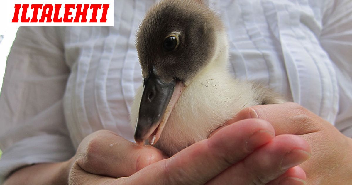 Isoäiti ruokki ankkaa - sai ystävän