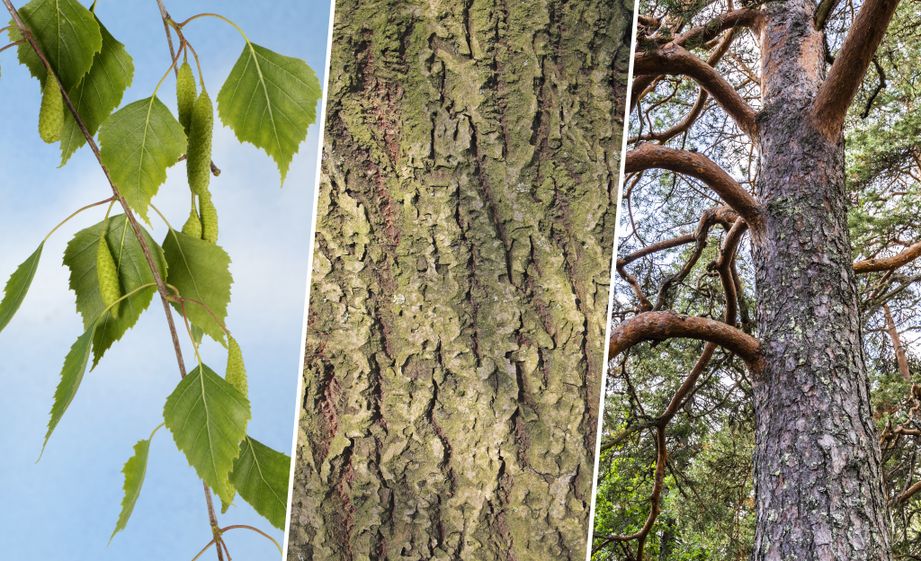 Puun päivä 27.9. - Iltalehden puutesti