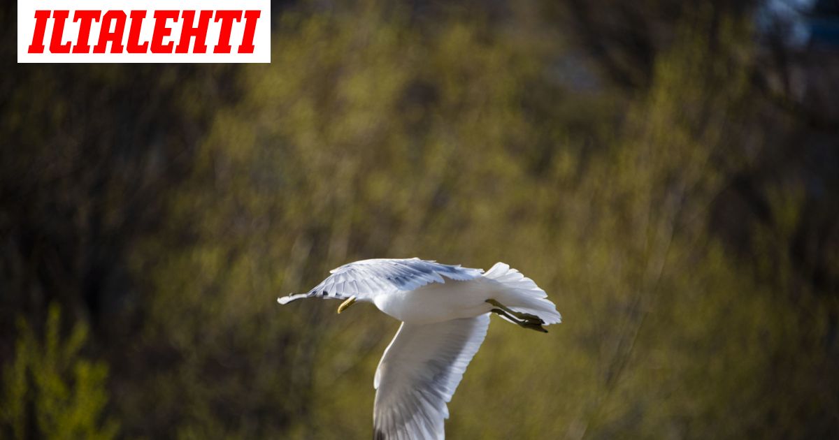 H5N1 vaanii pääkaupunkiseutua – Porvoossa todettu jo tartunta