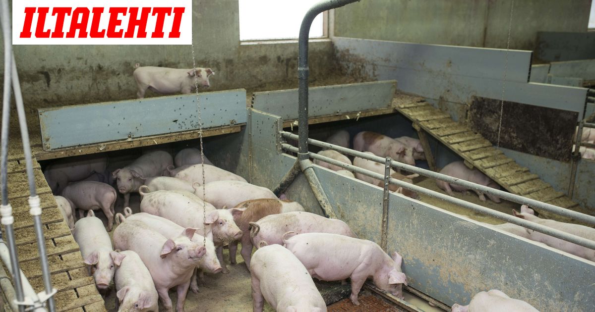 Suuri sikala tulessa Jokioisissa