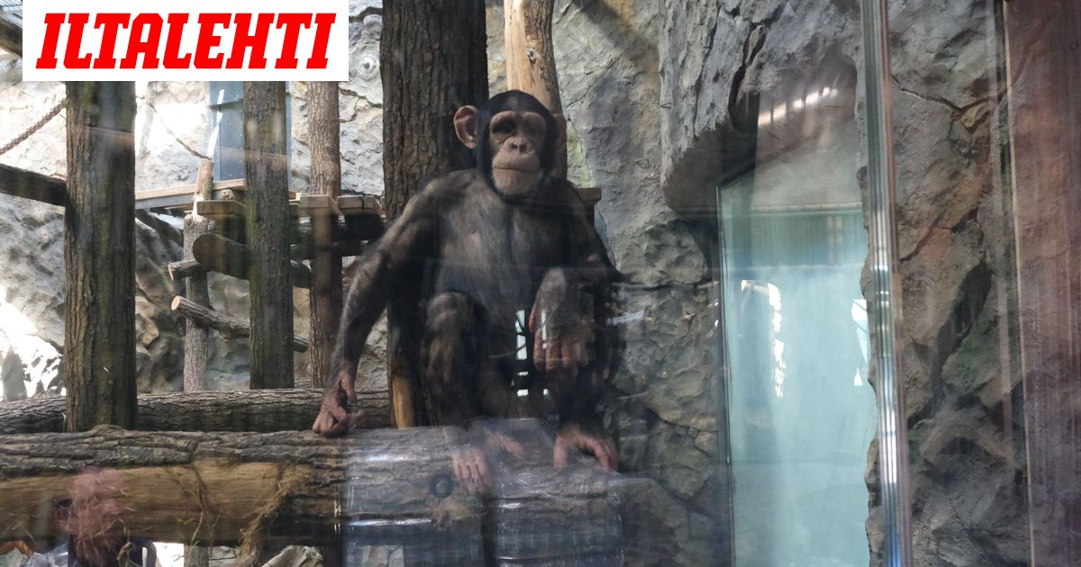Harkovan eläintarhasta karannut Chici–simpanssi palautettiin ...