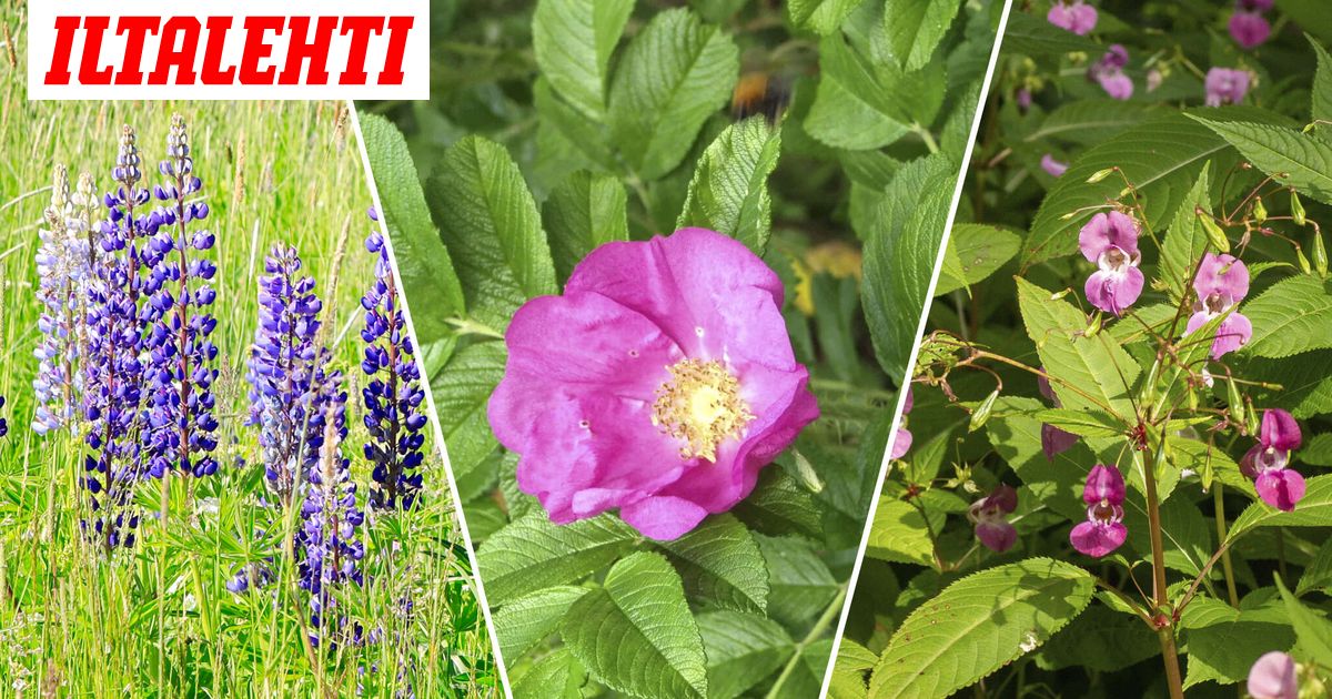 Kasvaako pihallasi näitä kasveja? Hävitä heti