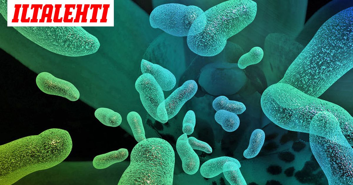 Suoliston bakteerit merkittävä tekijä lihomisessa